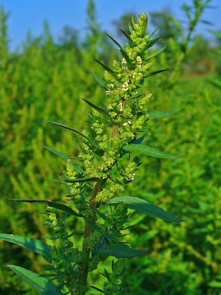 Balanda - Fitoterapija.lv