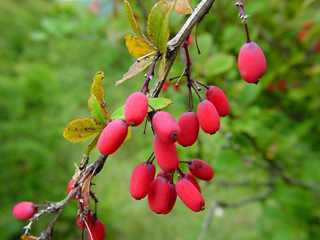 Bārbeles - Fitoterapija.lv