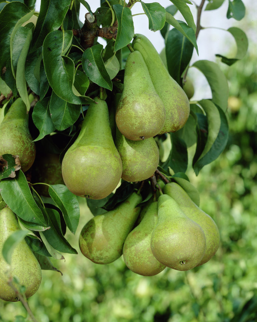 Bumbiere, parastā - Fitoterapija.lv