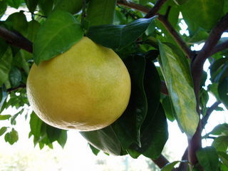 Greipfrūts - Fitoterapija.lv