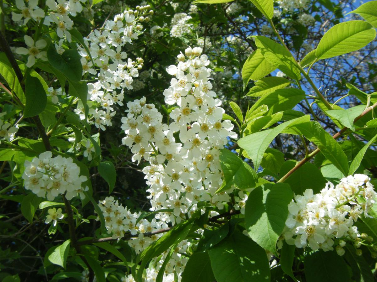 Ieva - Fitoterapija.lv