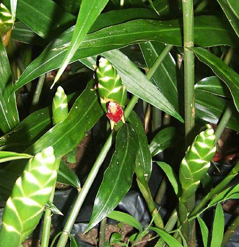 Ingvers - Fitoterapija.lv