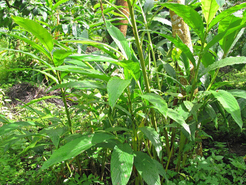 Kardamons - Fitoterapija.lv