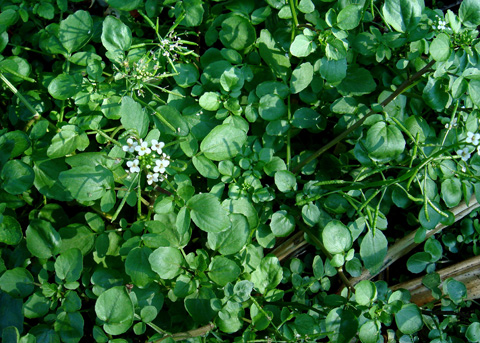 Krese - Fitoterapija.lv