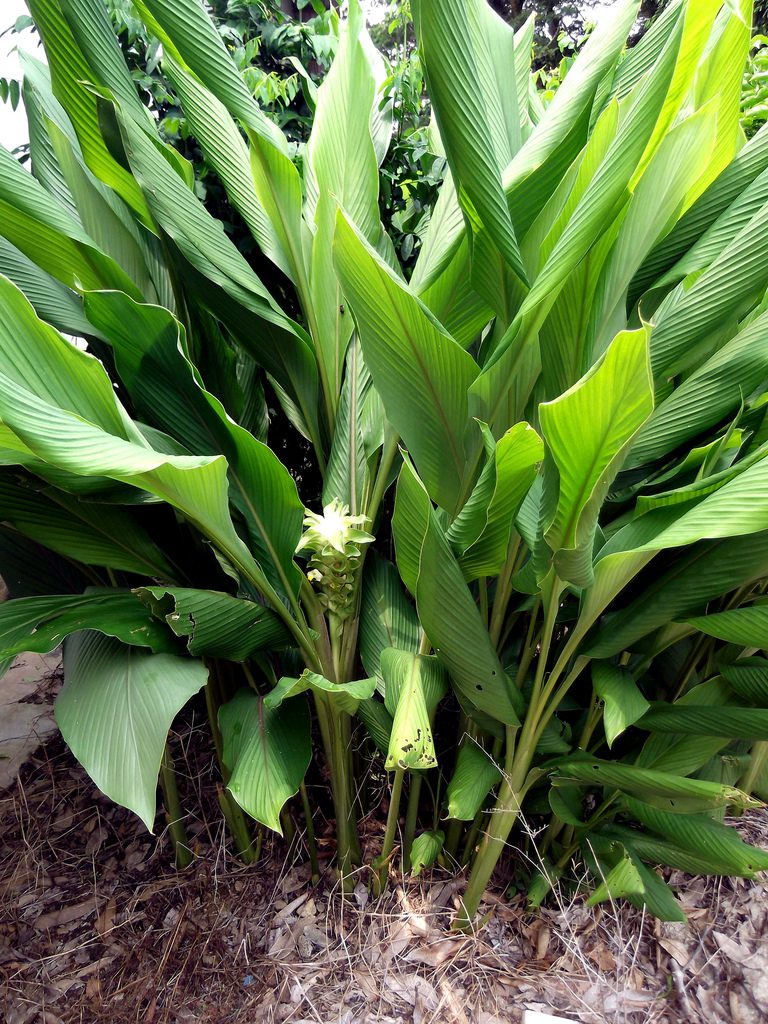 Kurkuma - Fitoterapija.lv