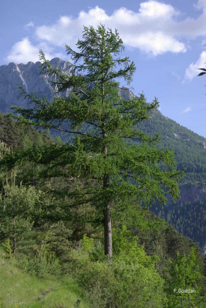 Lapegle, Eiropas - Fitoterapija.lv