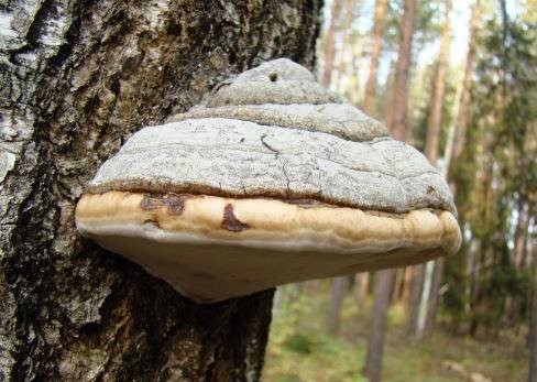 Lapegļu piepe - Fitoterapija.lv