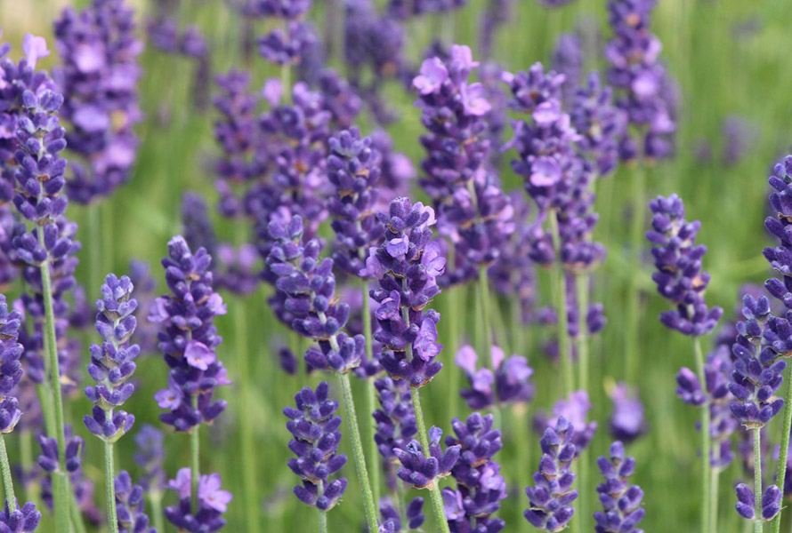 Lavanda - Fitoterapija.lv