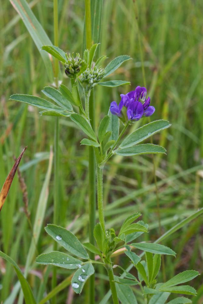 Lucerna, sējas - Fitoterapija.lv