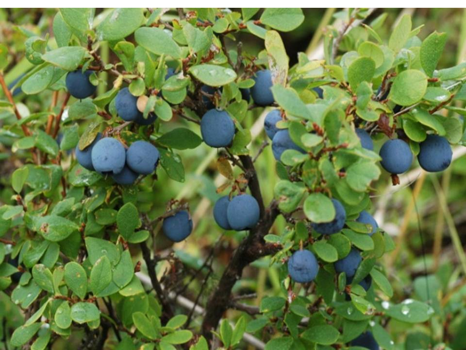 Zilenes - Fitoterapija.lv